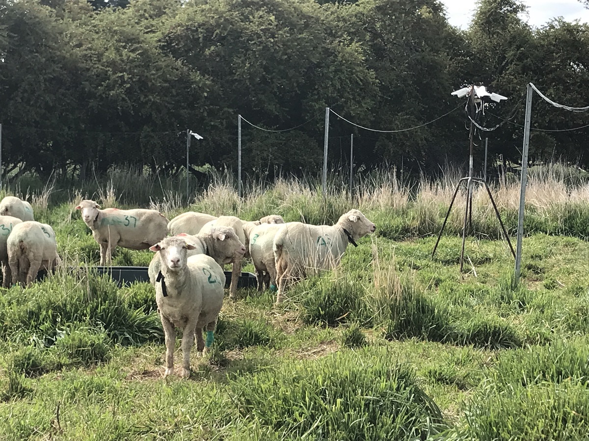 EweWatch - CSIRO