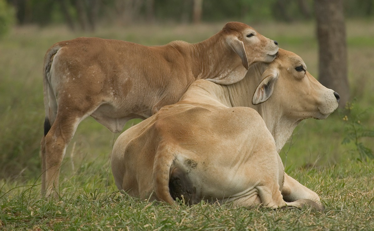 Breeding hornless cattle - CSIRO