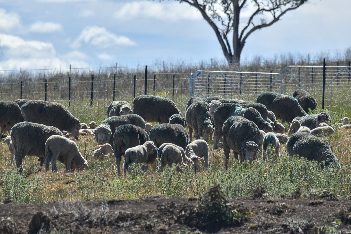Managing pain relief in sheep tail docking and castration - CSIRO