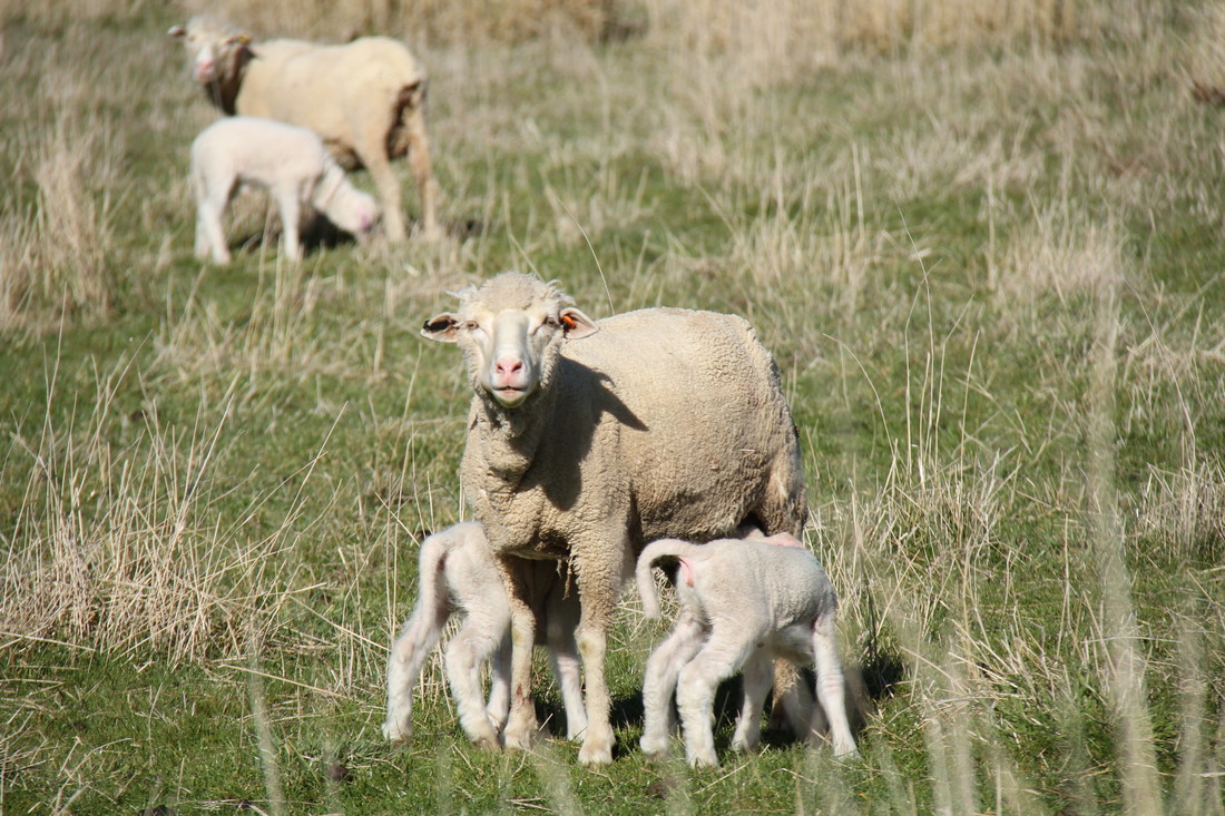 Managing flystrike and mulesing in sheep - CSIRO