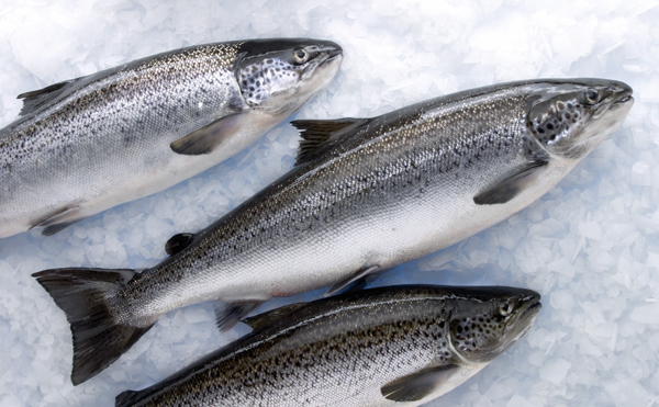 Breeding better salmon - CSIRO