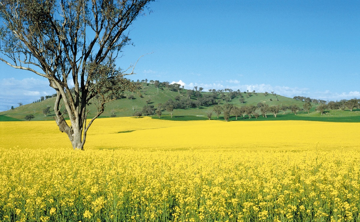 Managing canola pests using beneficial insects - CSIRO