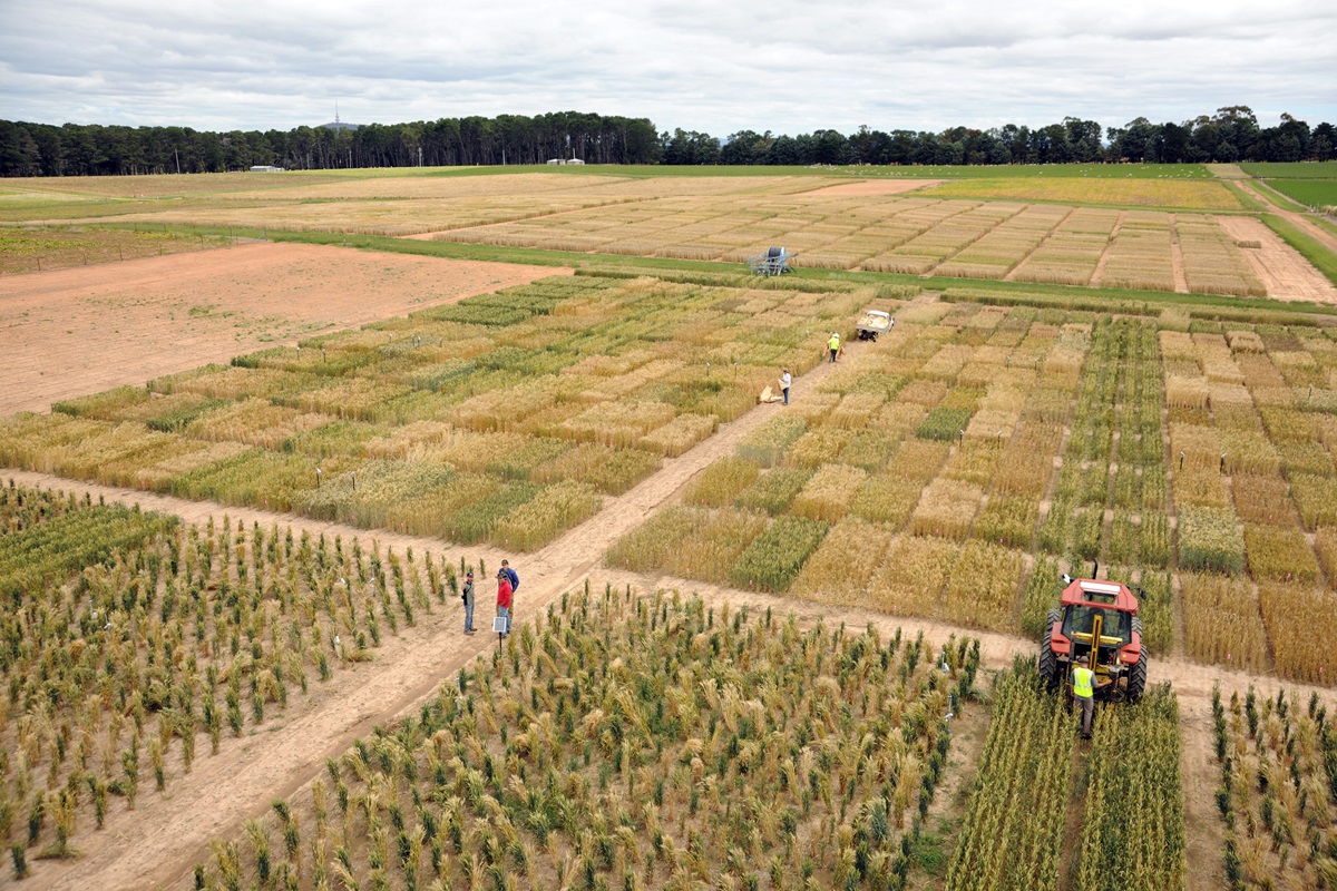 Future crops - CSIRO