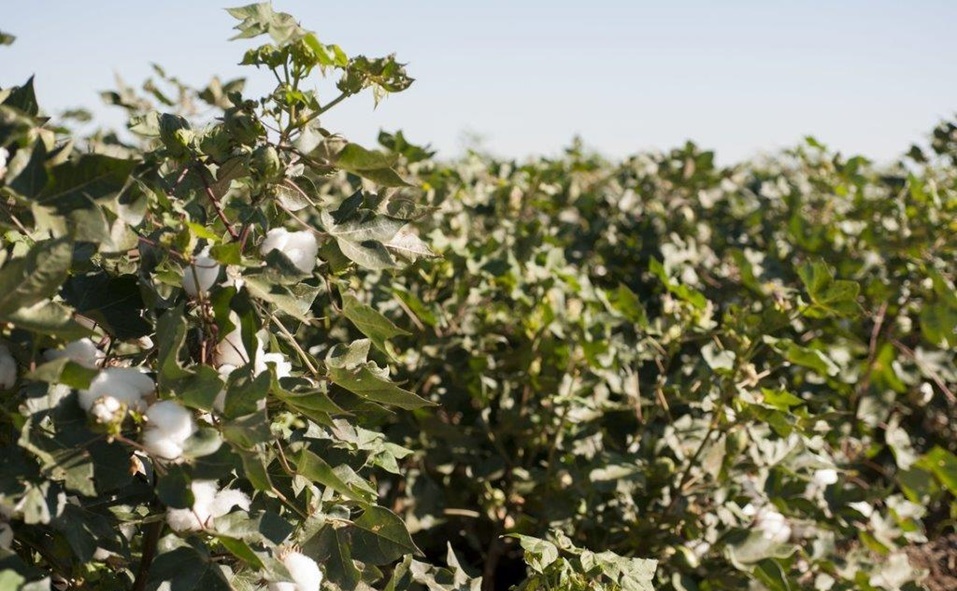 Cotton crop management - CSIRO