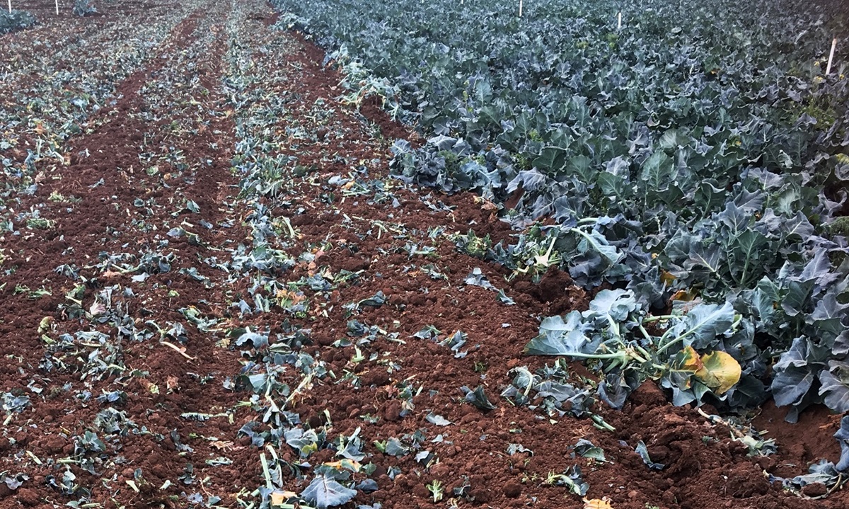 Mapping horticultural food loss - CSIRO