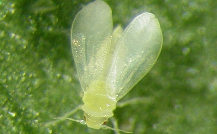 Encouraging a natural enemy of silverleaf whitefly - CSIRO
