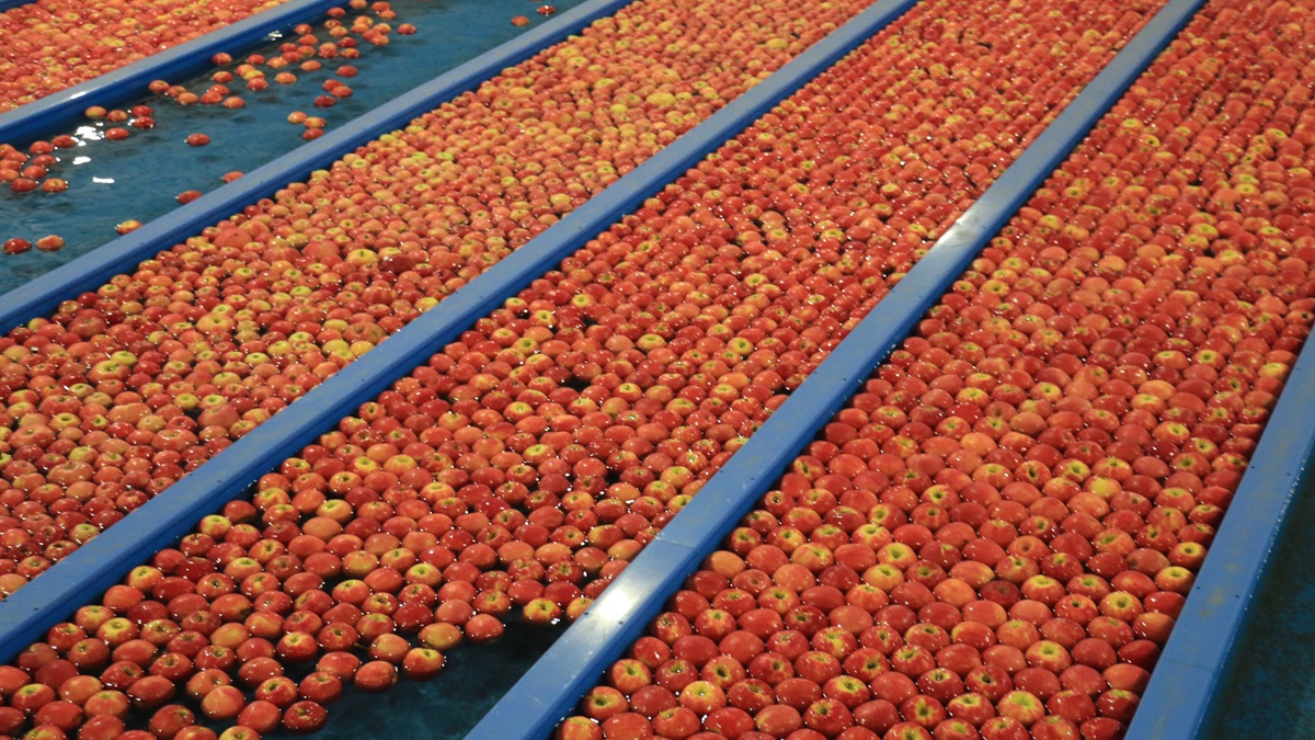 Growing an international appetite for Aussie apples - CSIRO