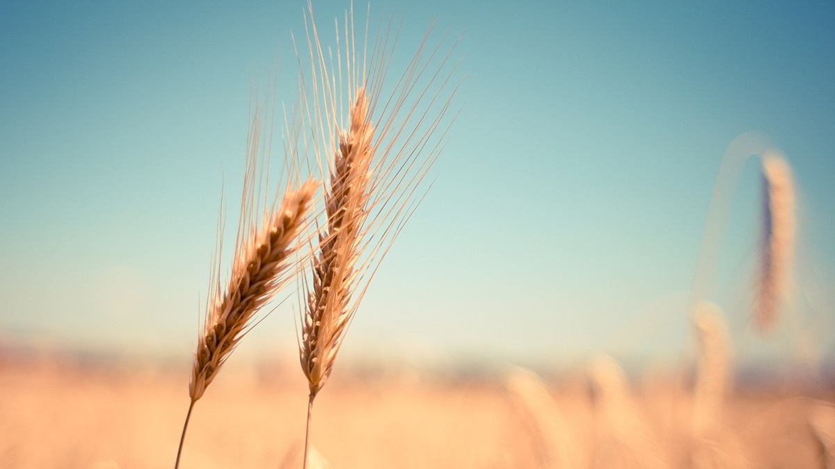 Crop insurance: can it make farming more sustainable? - CSIRO