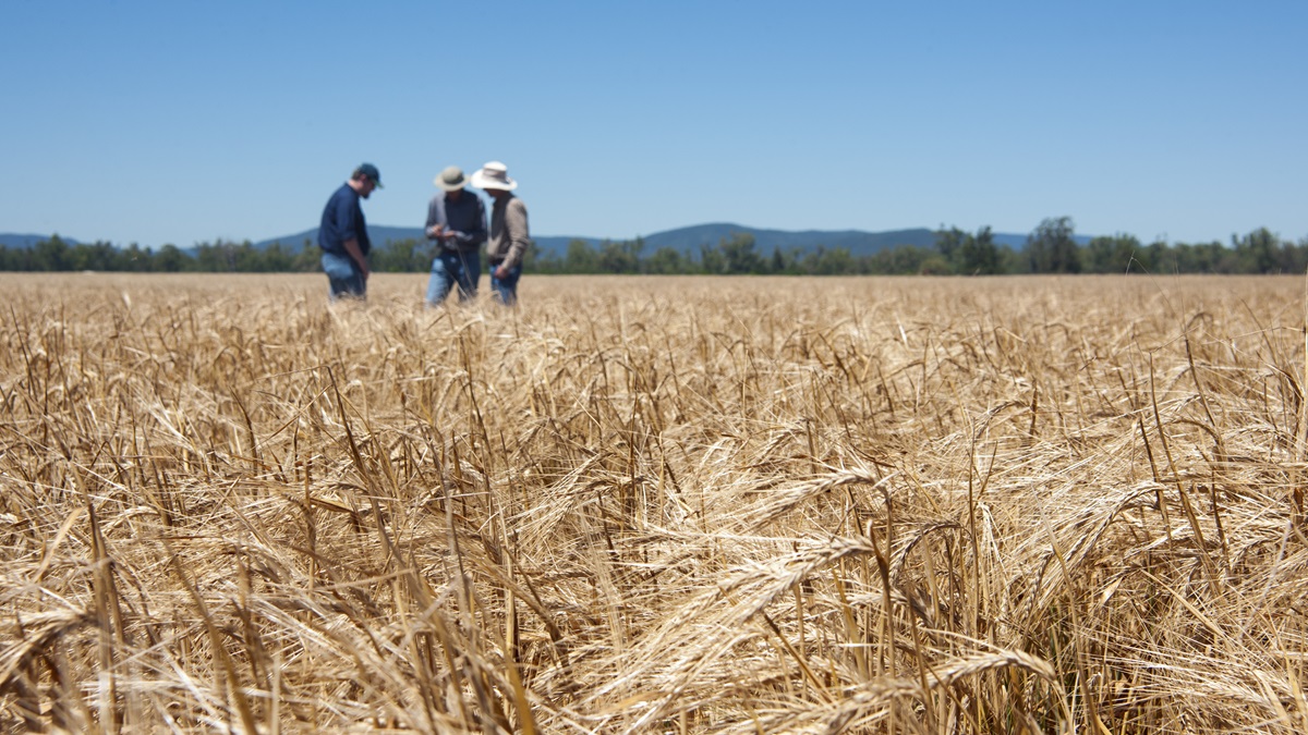 Maximising yields and minimising costs for Australian grain growers - CSIRO