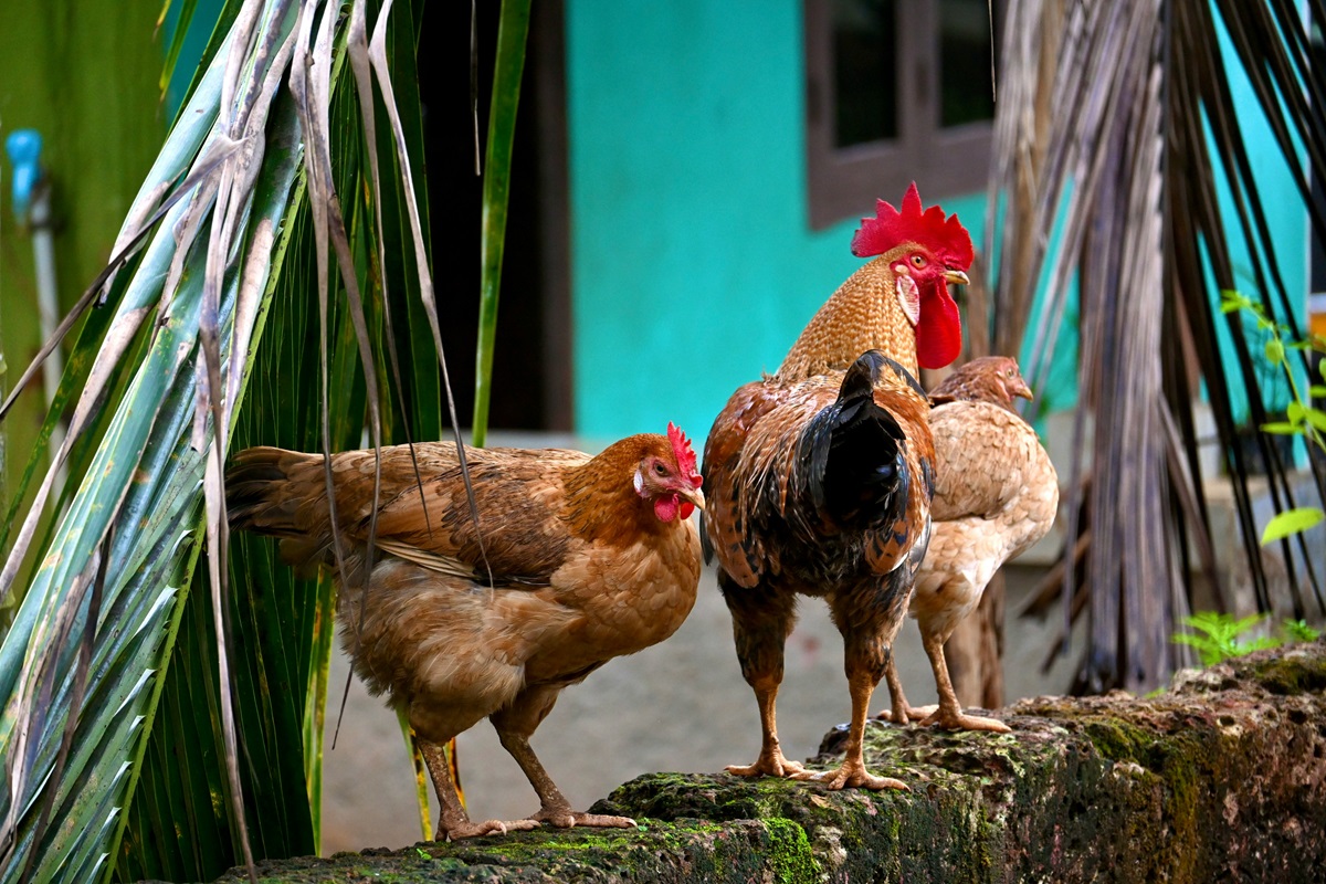 Science in flight: How bird flu samples go from flock to facility - CSIRO