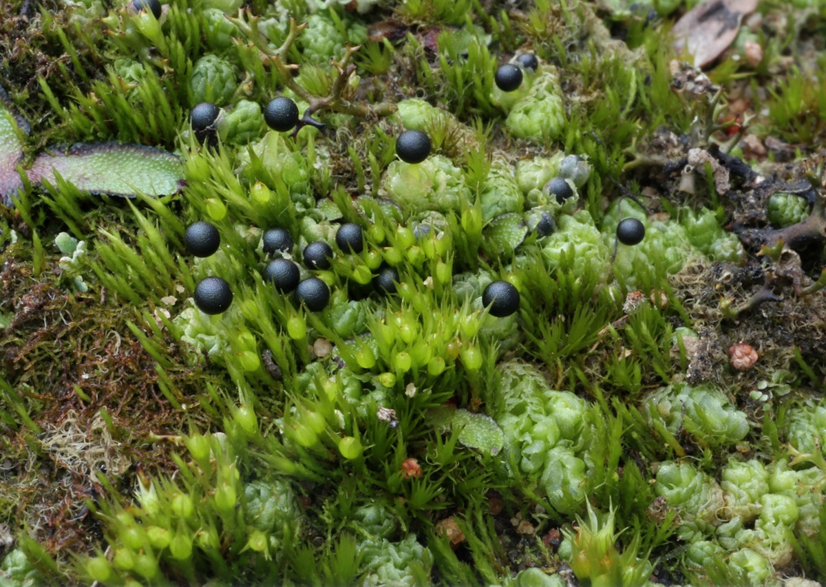 Hidden wonders: exploring the enigmatic world of cryptogams - CSIRO