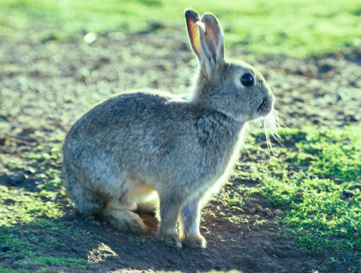 Rabbit Biocontrol - CSIRO Rabbit Biocontrol - CSIRO