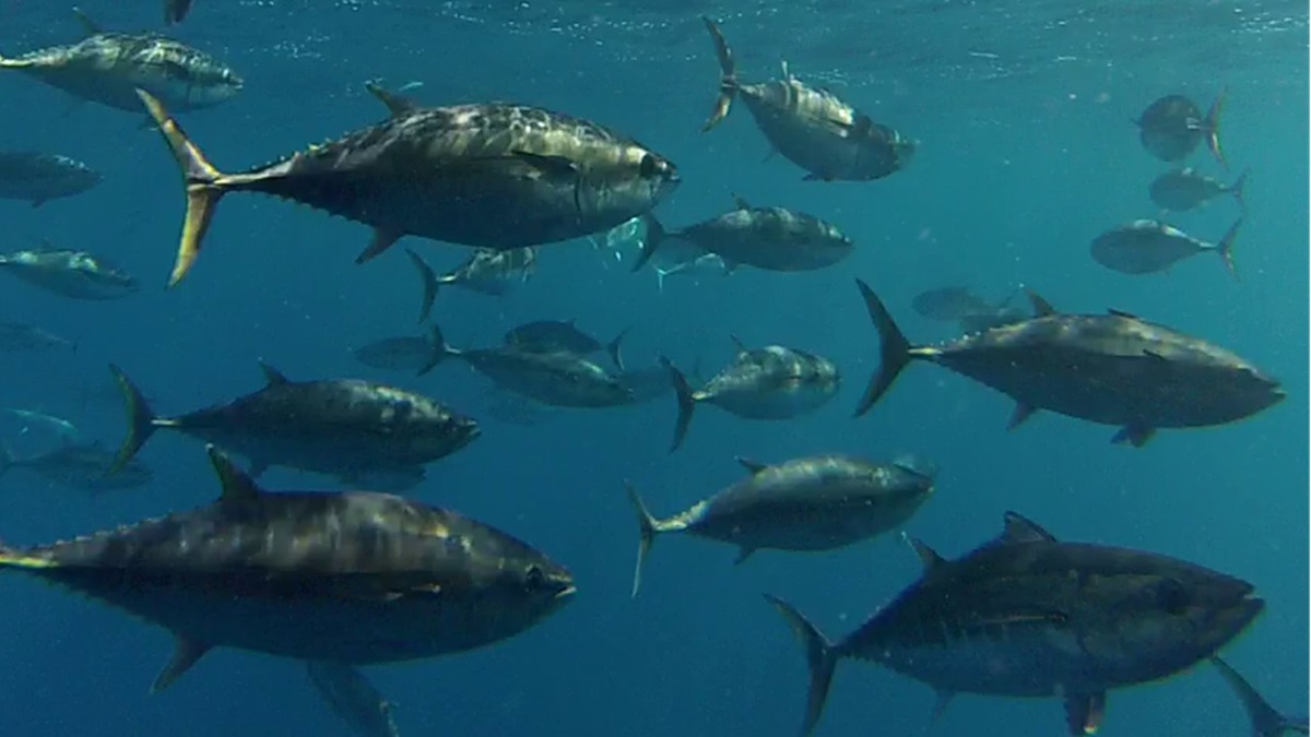 Orange Roughy and Southern Bluefin Tuna - CSIRO