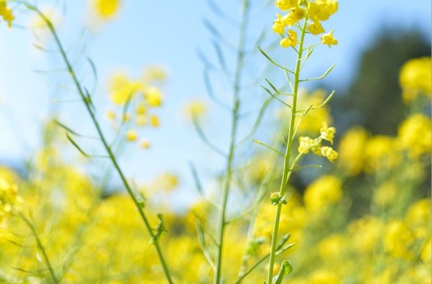 Fast-tracking the uptake of canola varieties - CSIRO