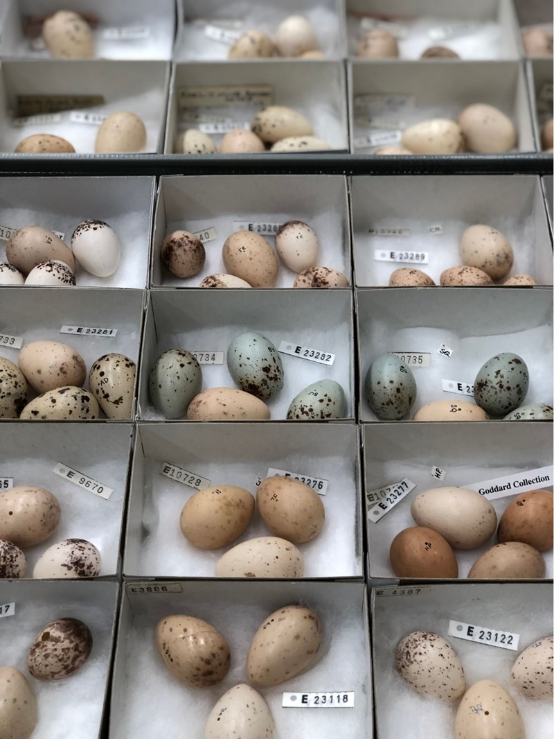 Eggshell forensics solve the riddles of ancient birds - CSIRO