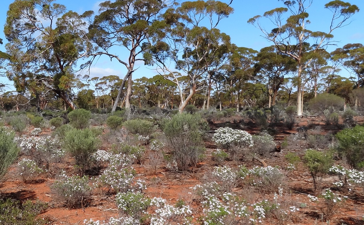 Anameka Saltbush - CSIRO