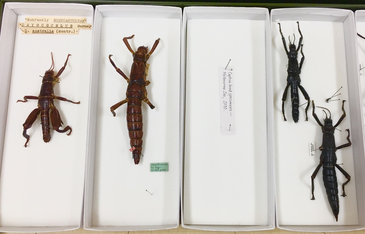 DNA tests confirm Lord Howe Island stick insect lives - CSIRO