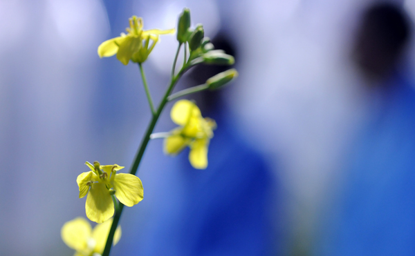 Omega-3 canola - CSIRO