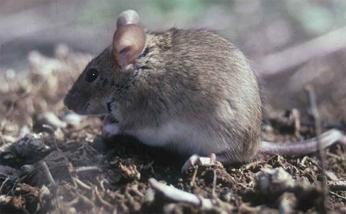 Mouse numbers stabilise with cold weather, but plague is not over yet ...