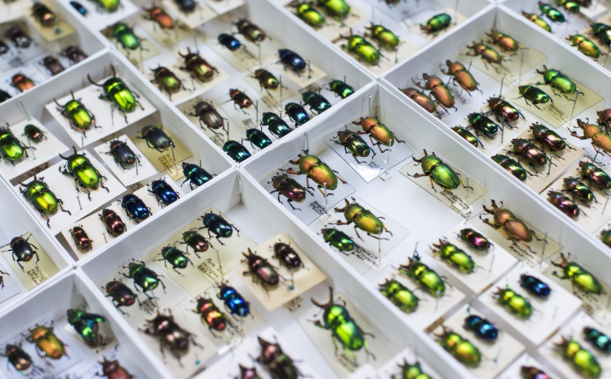 Take a virtual tour of our insect collection - CSIRO