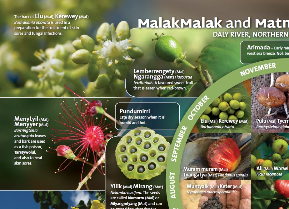 MalakMalak and Matngala plant knowledge calendar - CSIRO
