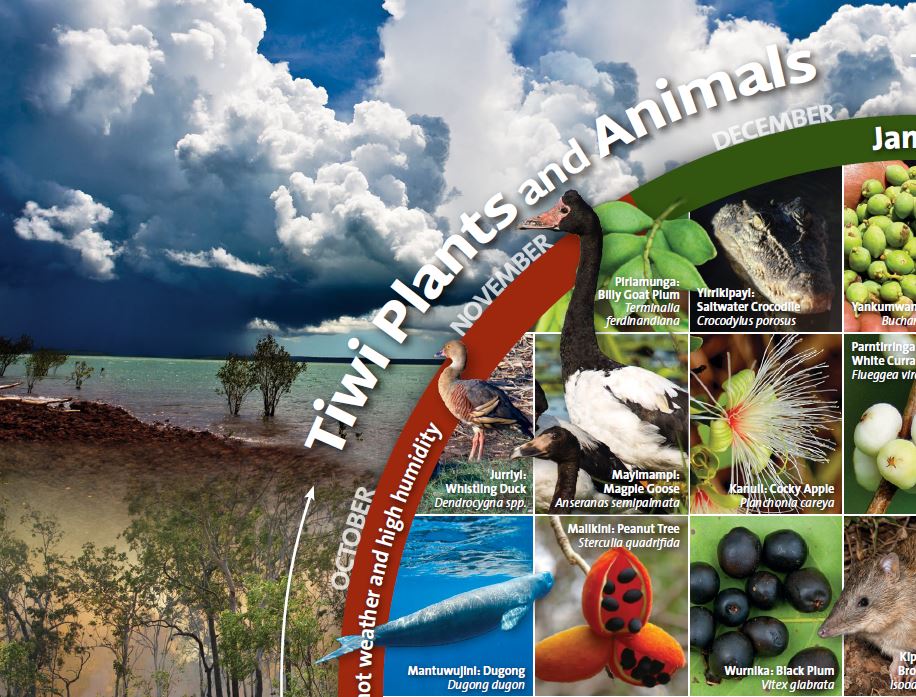 Tiwi seasons and plants and animals calendars - CSIRO