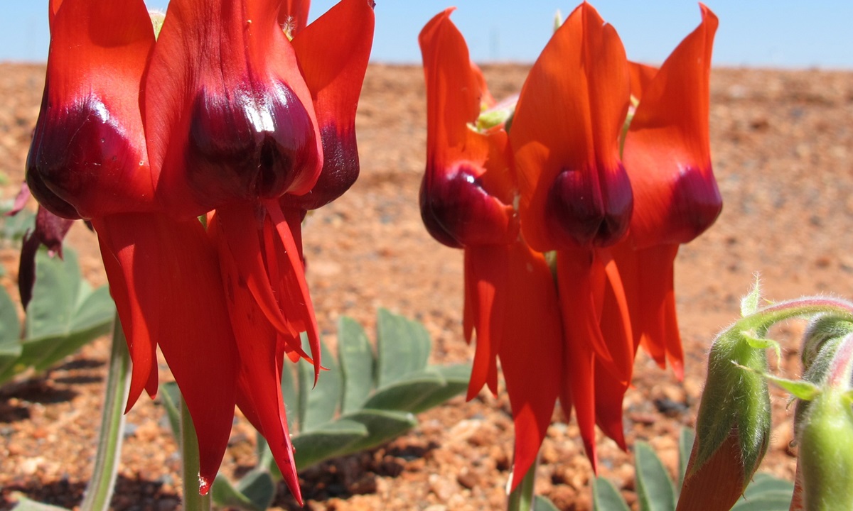 Priority threat management for Pilbara species of conservation ...
