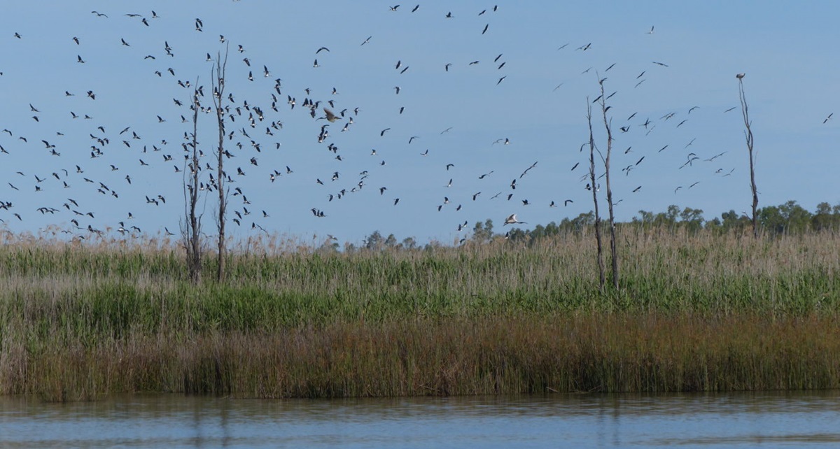 Waterbird breeding and movements: Knowledge for water managers - CSIRO