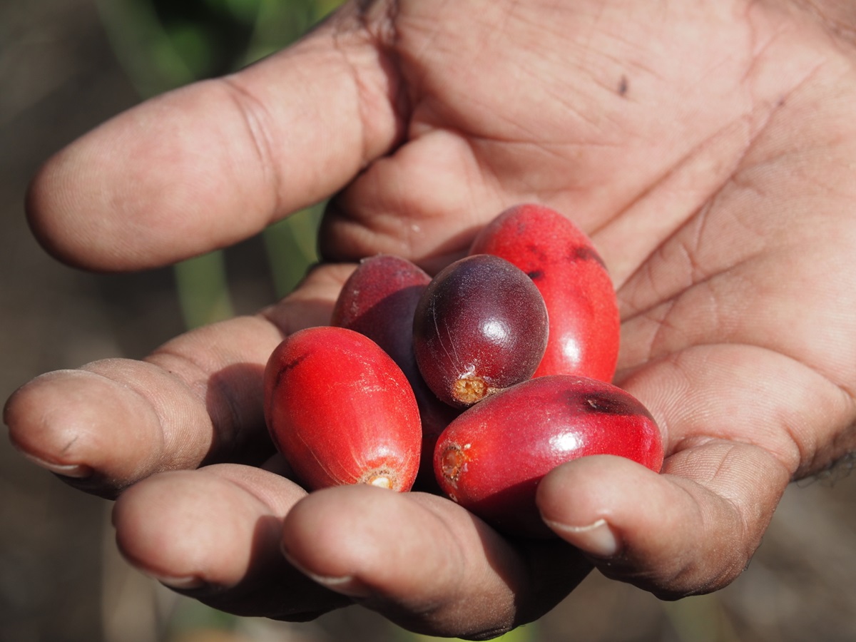 Indigenous knowledge - CSIRO