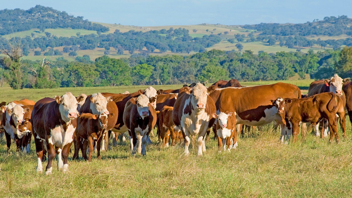 Australian red meat stakes a claim for a carbon neutral future - CSIRO