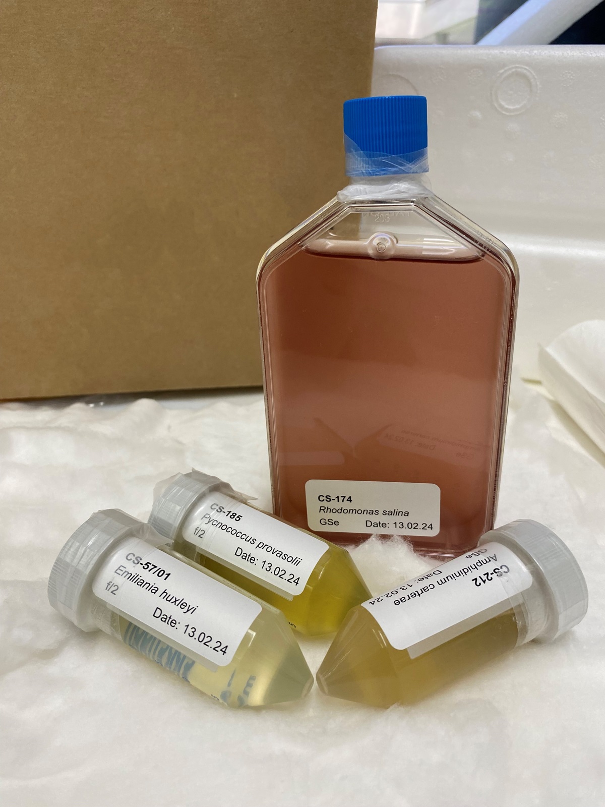 Algae Culture Supply - CSIRO