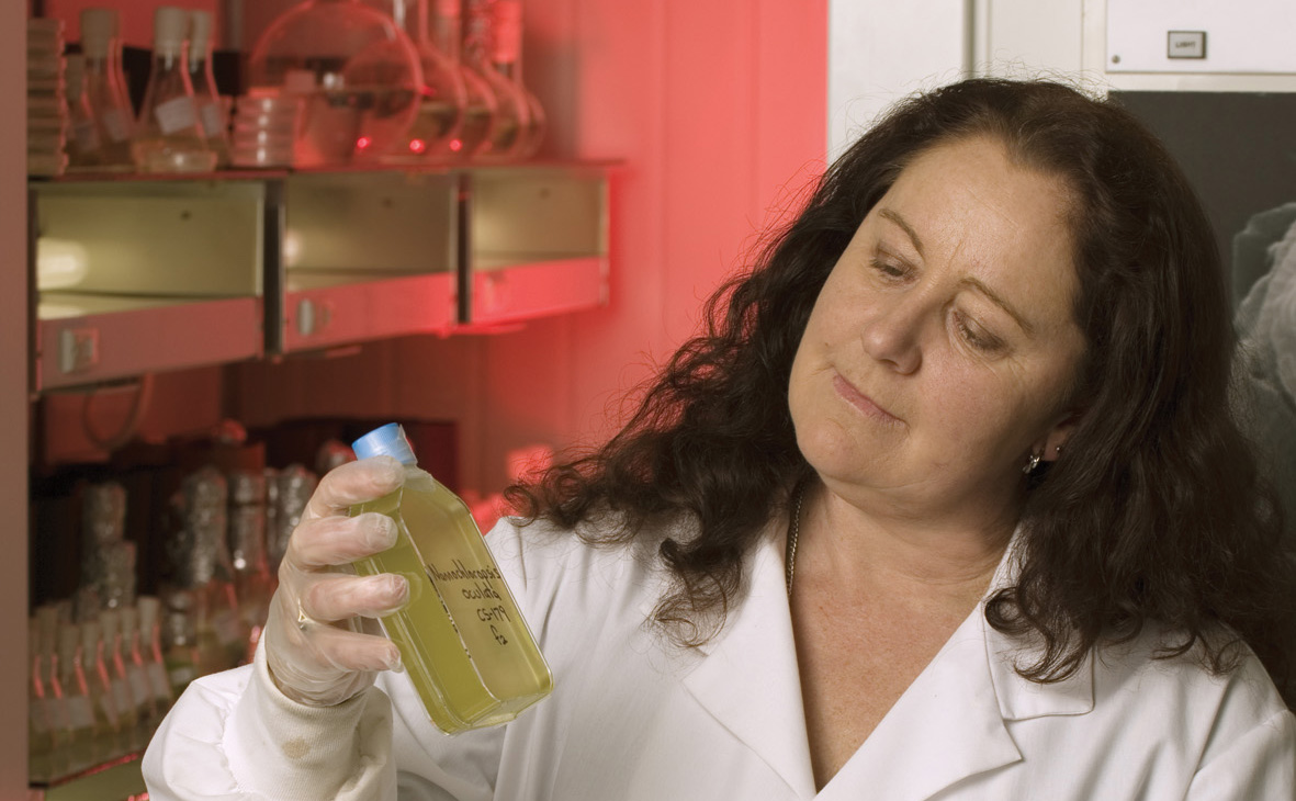 Australian National Algae Supply Service - CSIRO