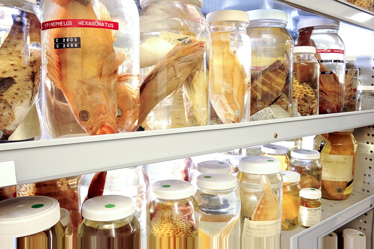 Australian National Fish Collection - CSIRO