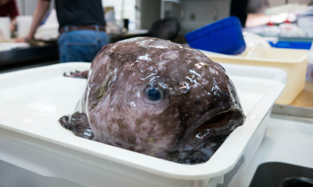 About the Australian National Fish Collection - CSIRO