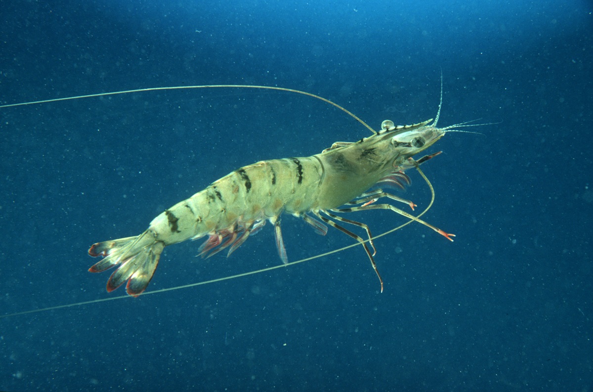 Aquaculture feed and prawn breeding - CSIRO