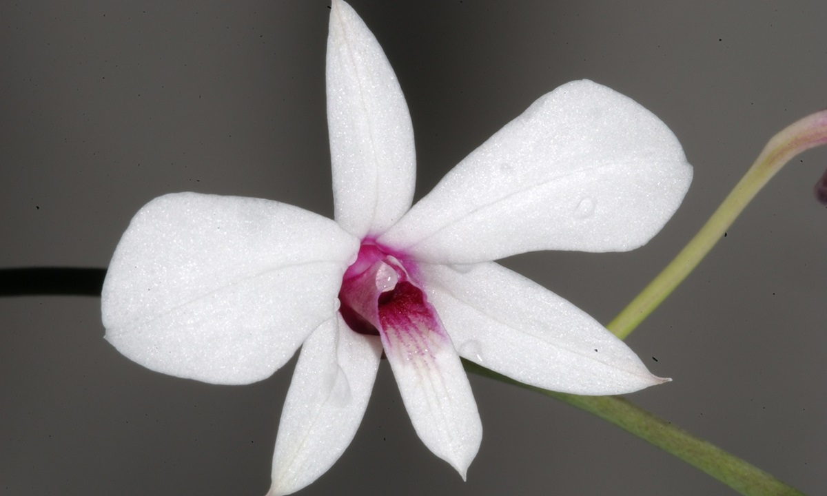 Protecting native orchids - CSIRO