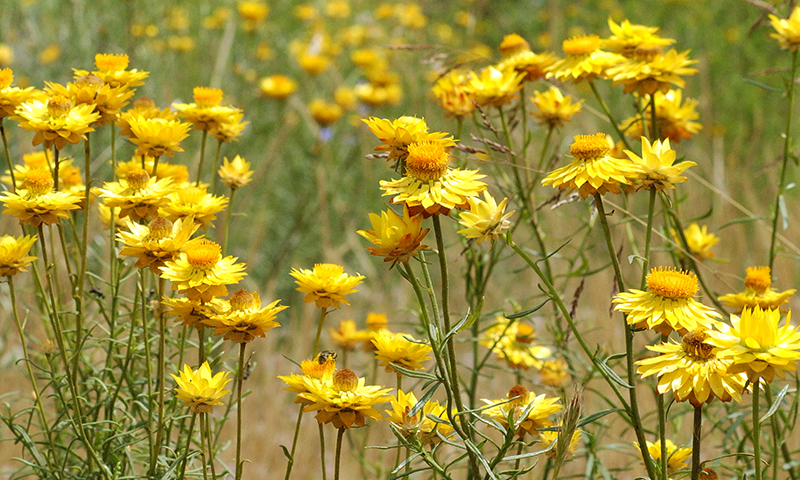 Daisy weed seed key - CSIRO