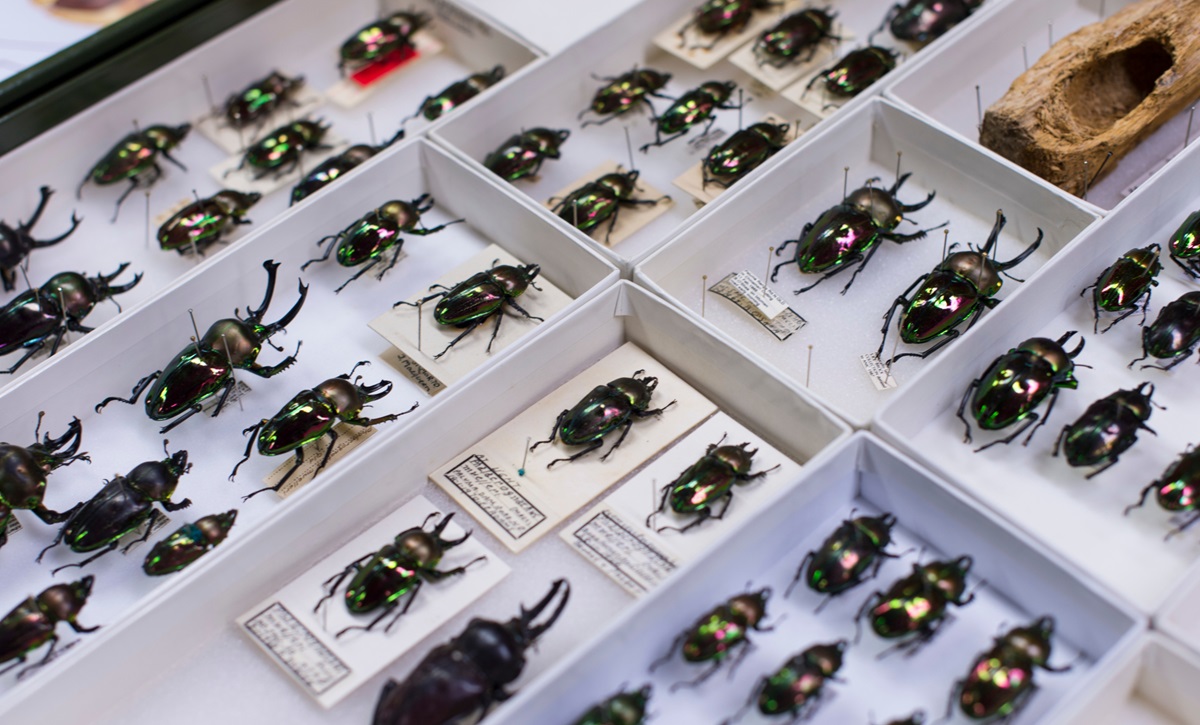 Beetles - CSIRO