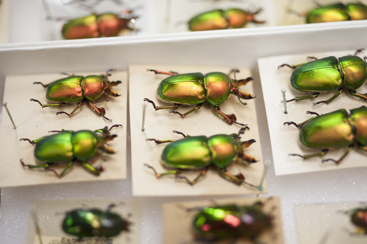 Australian National Insect Collection - CSIRO