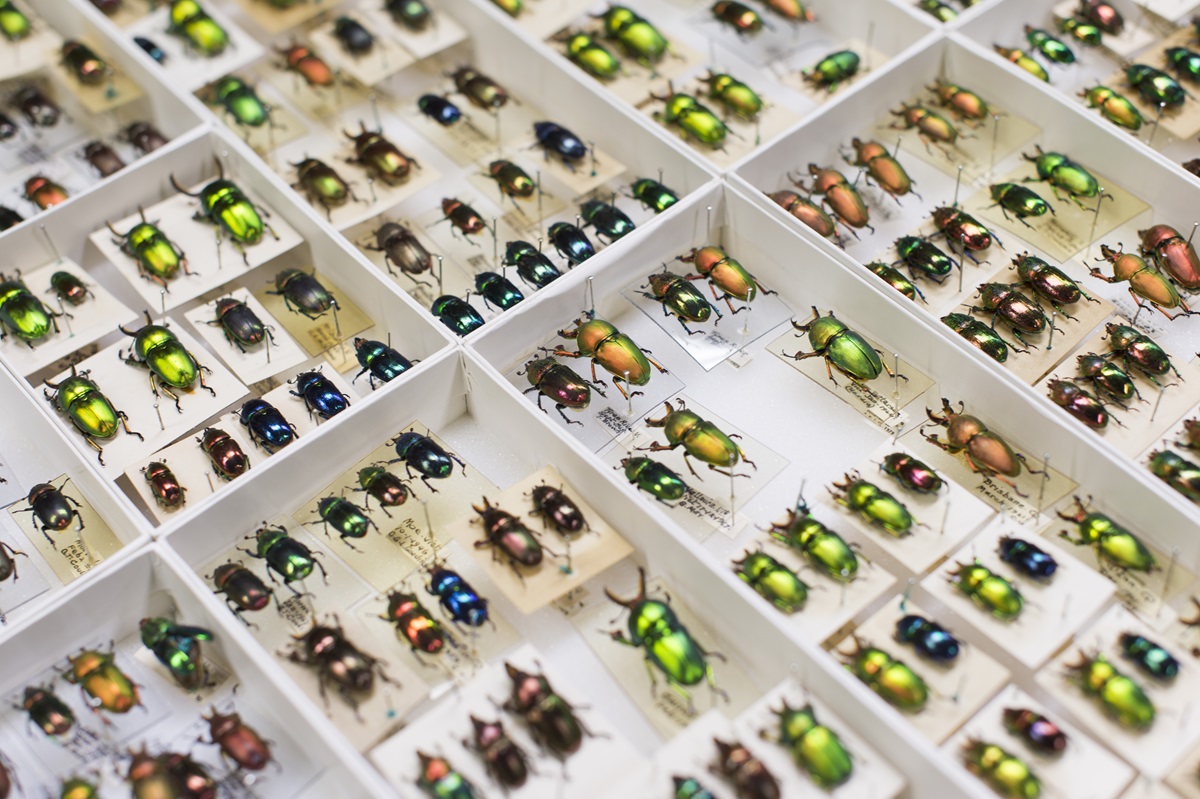 About the Australian National Insect Collection - CSIRO