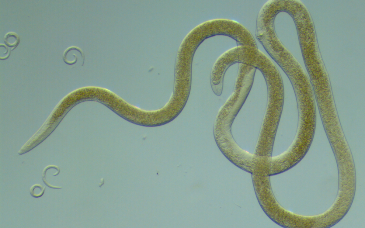 Nematodes Examples