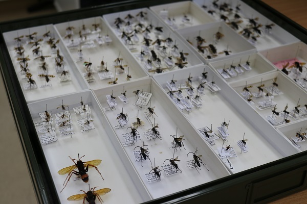 Wasps, bees and ants - CSIRO
