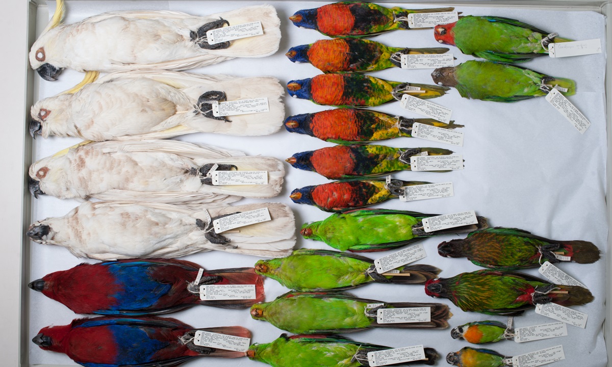 Australian National Wildlife Collection - CSIRO