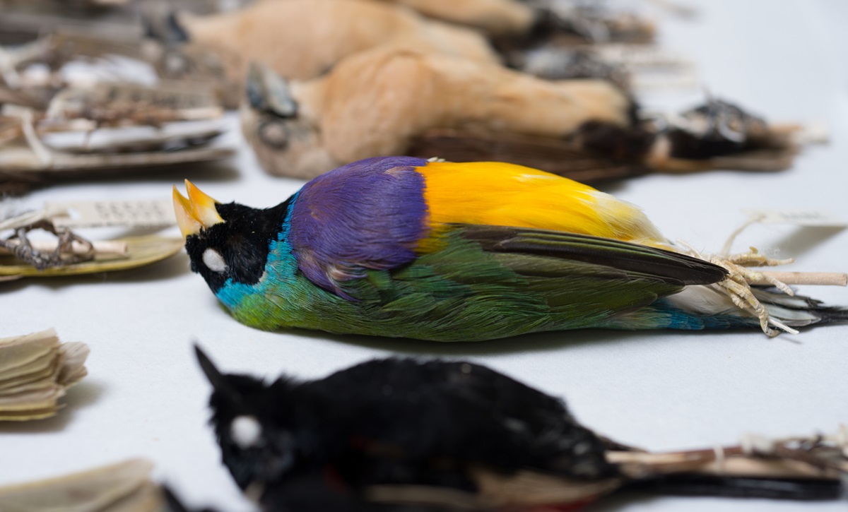 What's in our wildlife collection - CSIRO