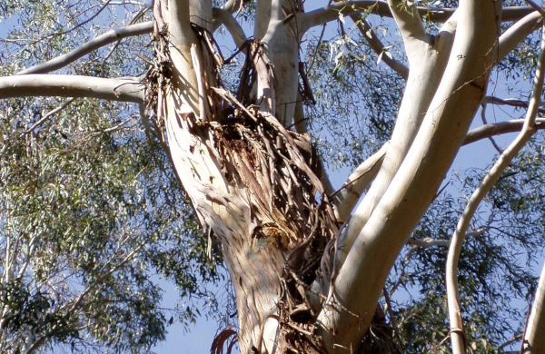 Seeded Eucalyptus Tree Types