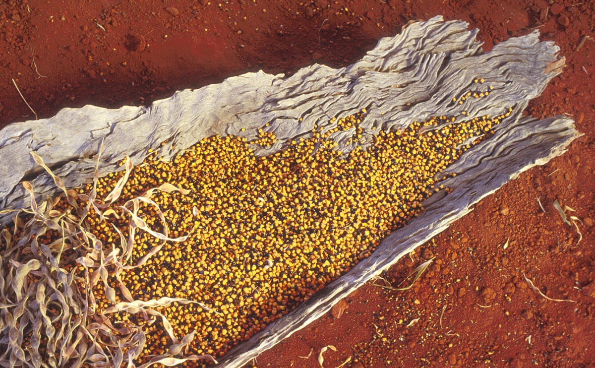 Purchasing tree seed - CSIRO