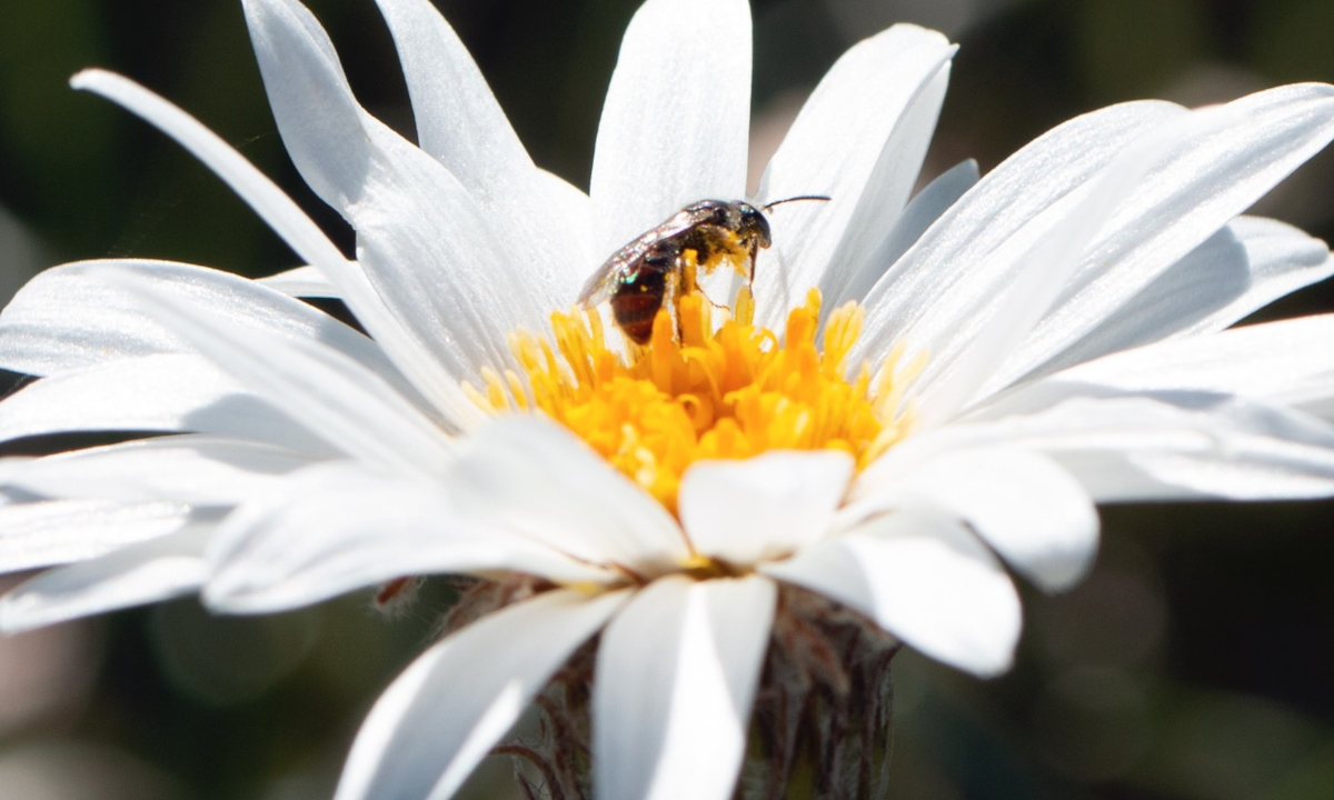 Using bees to monitor environmental change - CSIRO