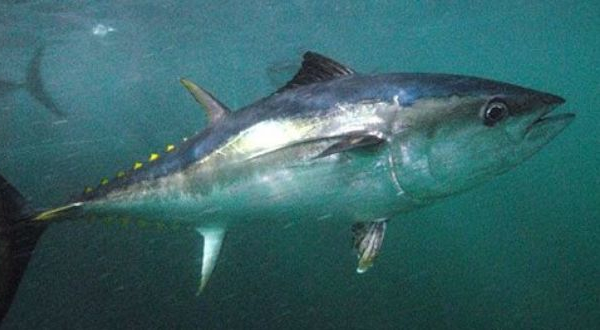 Aquatic animal health in Australia and internationally - CSIRO