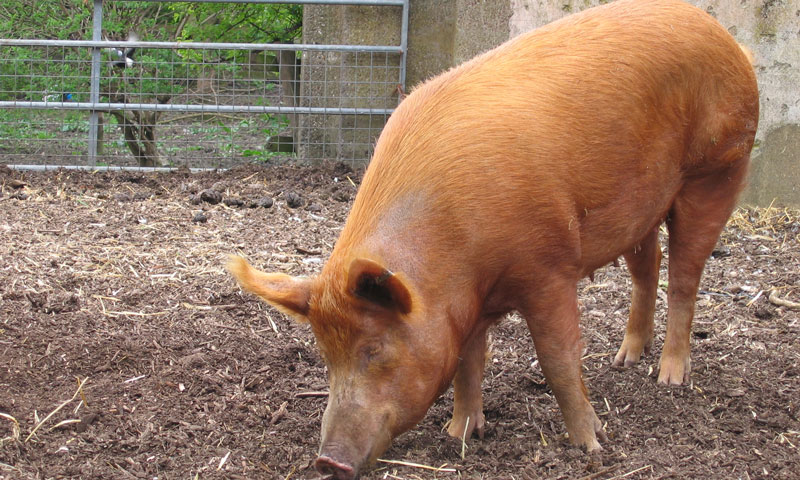 Protecting Australia from African swine fever - CSIRO