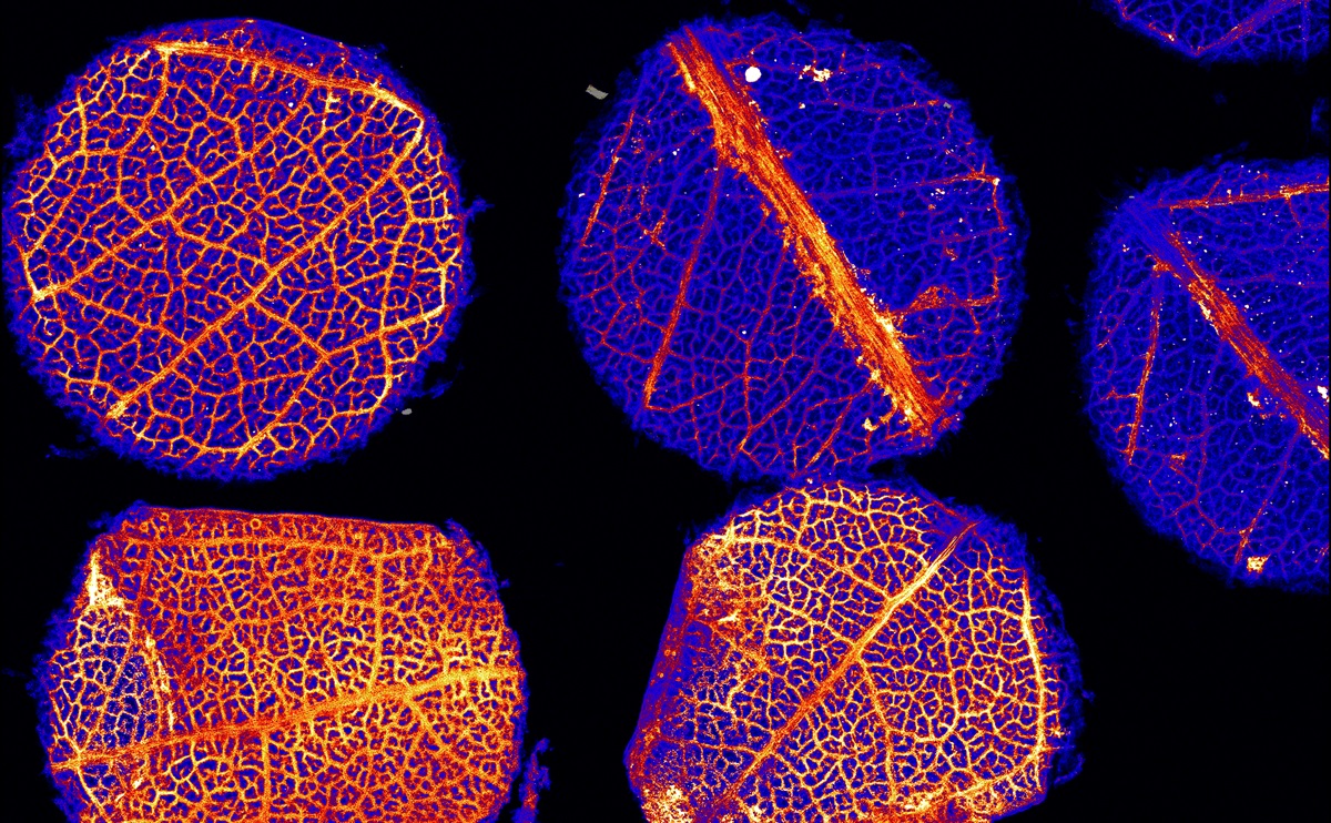 Gilding the gum tree - scientists strike gold in leaves - CSIRO